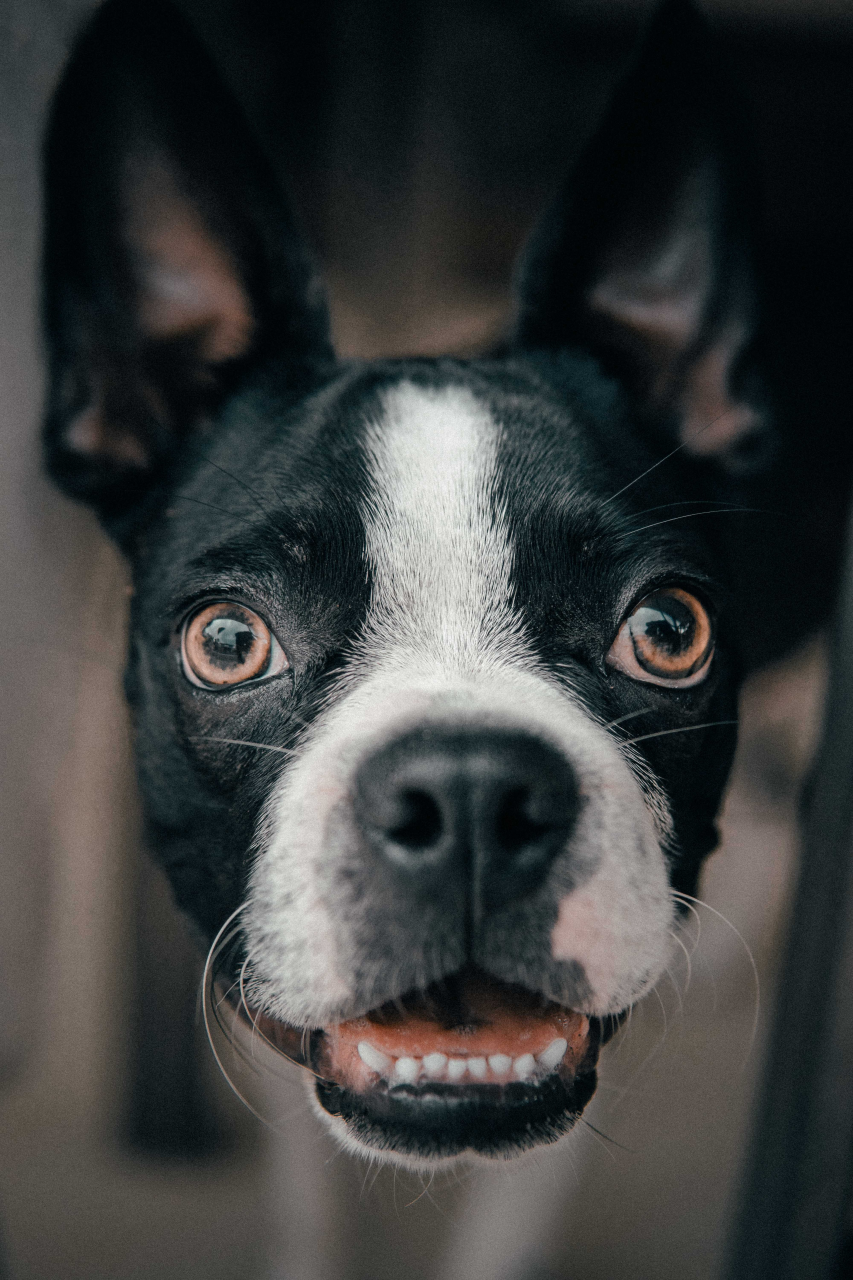Transitional Tails Dog Training on Direct.me